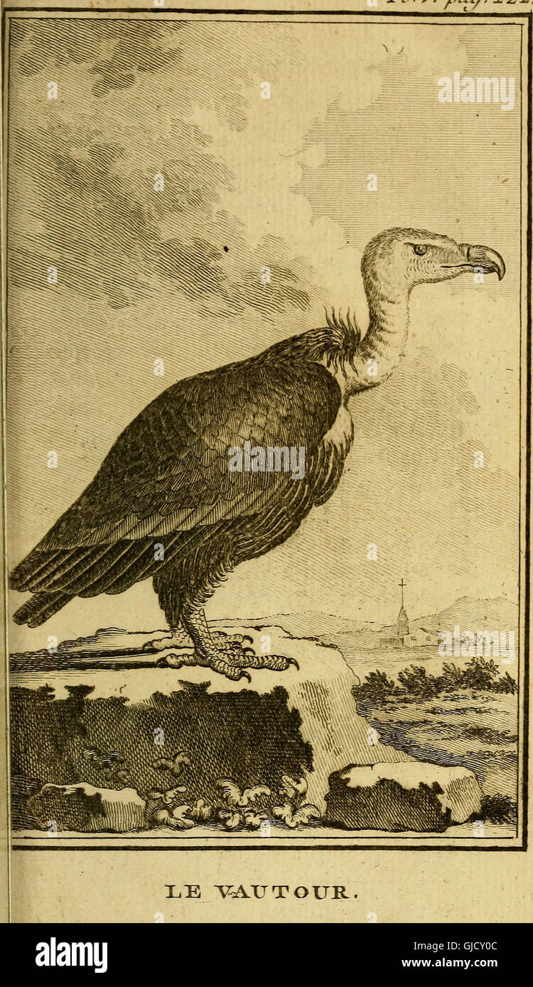 A 1770 work on the natural history of birds, focusing on the ...