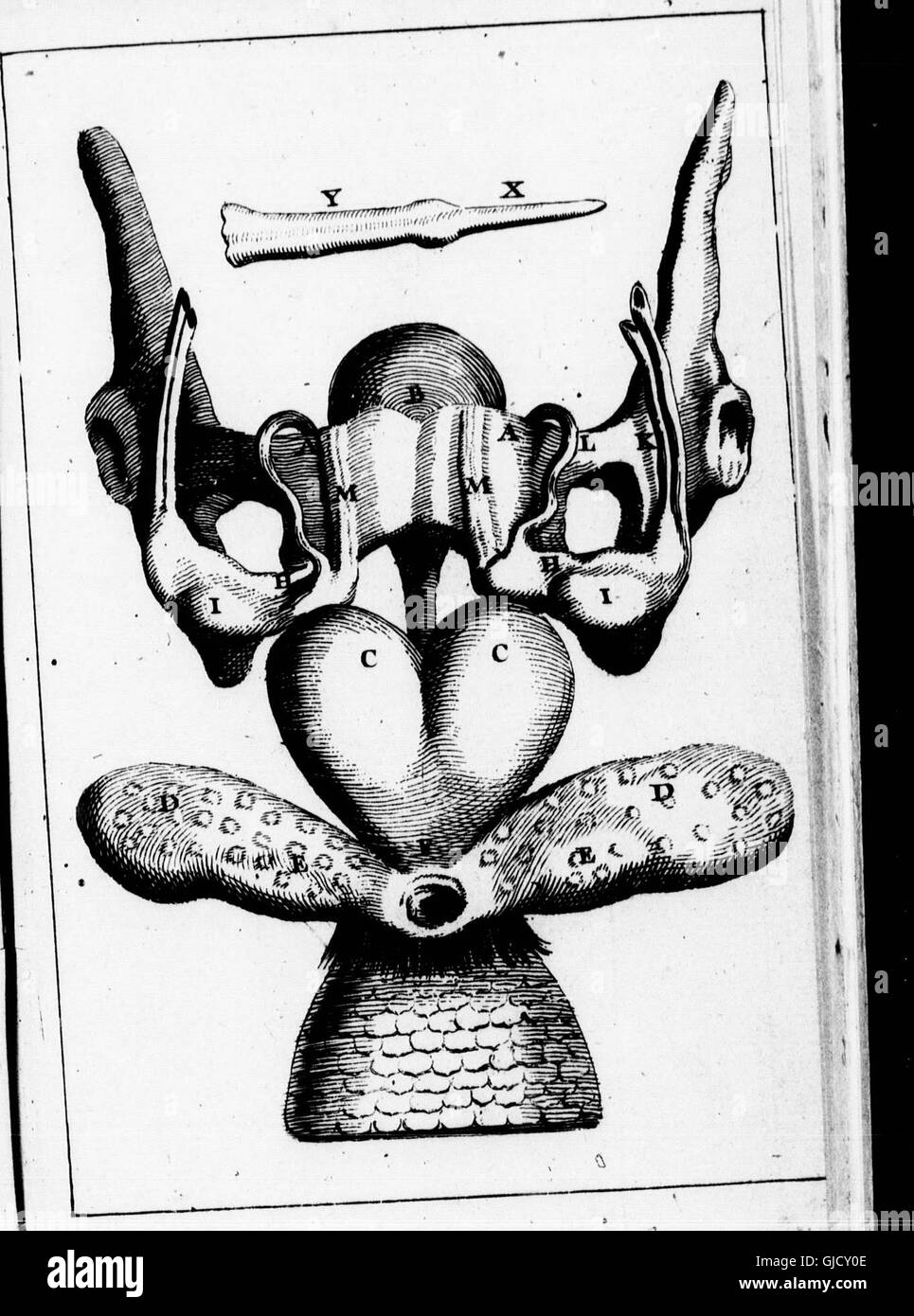 A 1746 treatise on castor, explaining its nature, properties, and ...