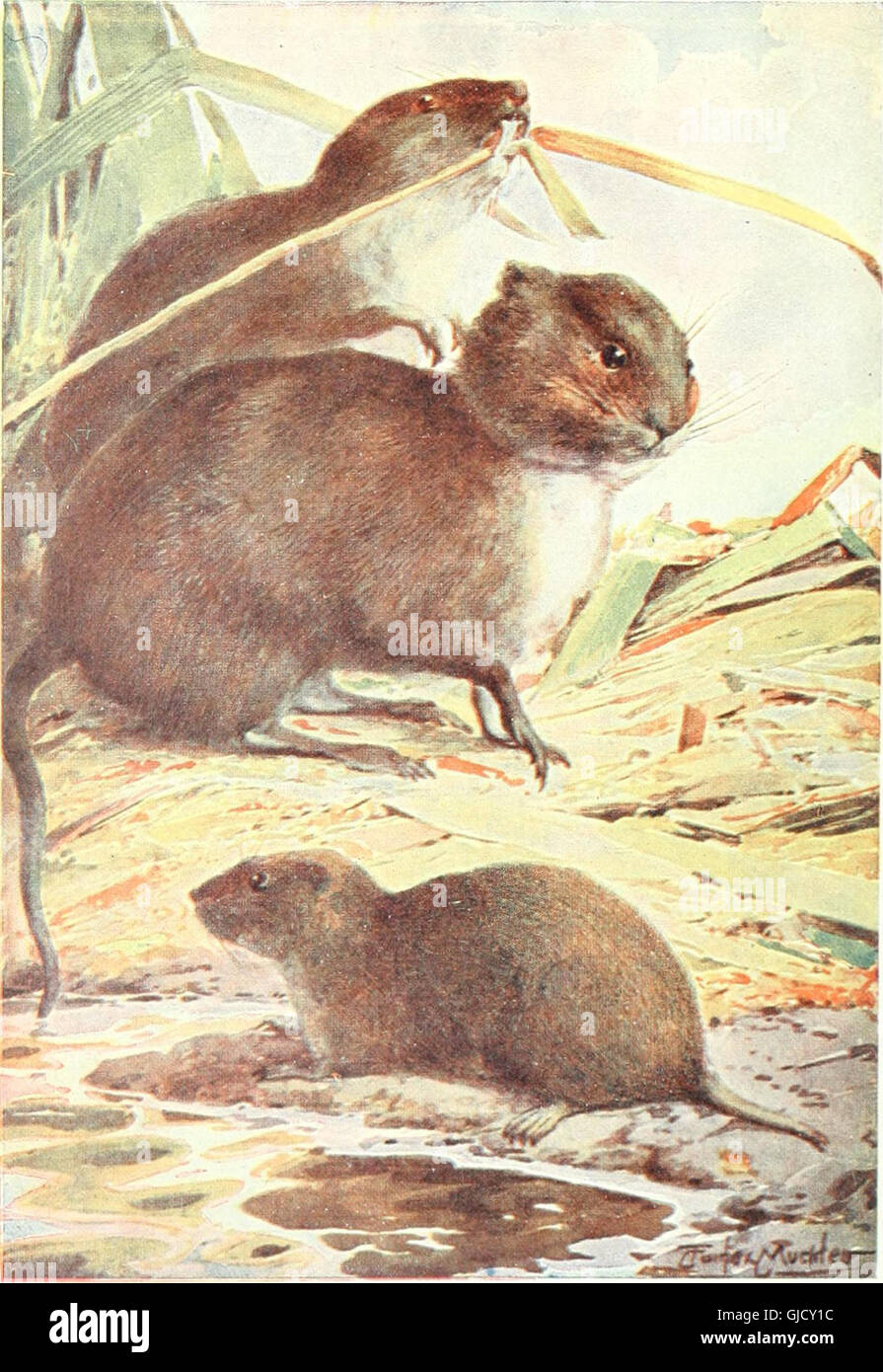 A visual exploration of perception and observation in the form of an ...