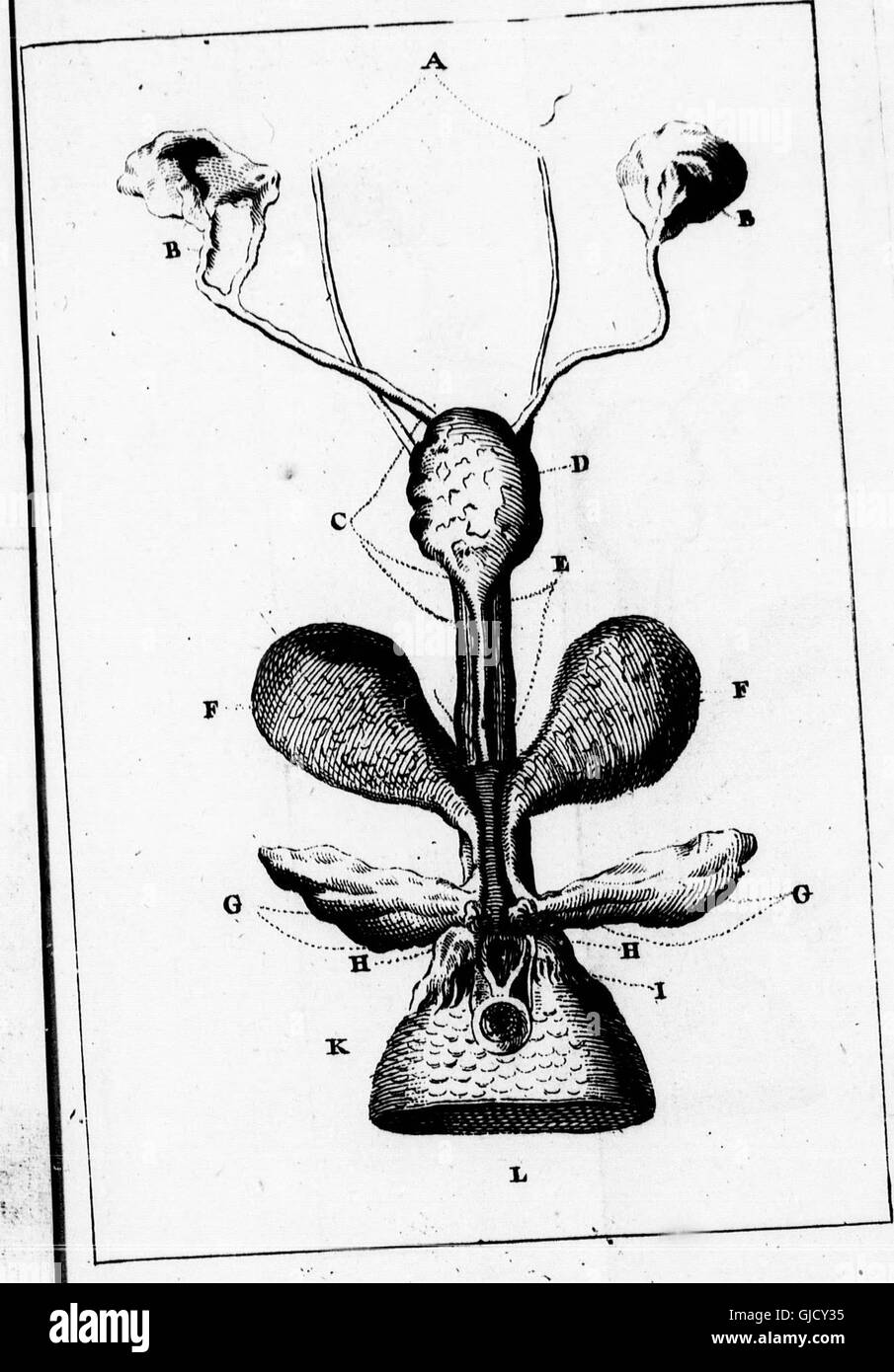 This 1746 treatise explains the nature, properties, and medicinal use ...