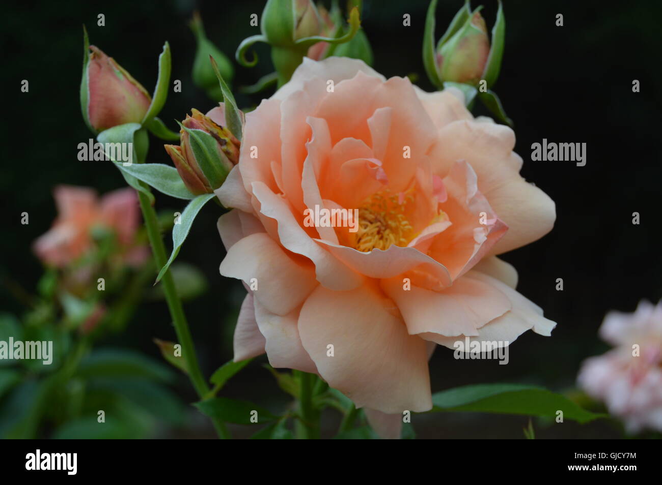 Peach colored rose hi-res stock photography and images - Alamy