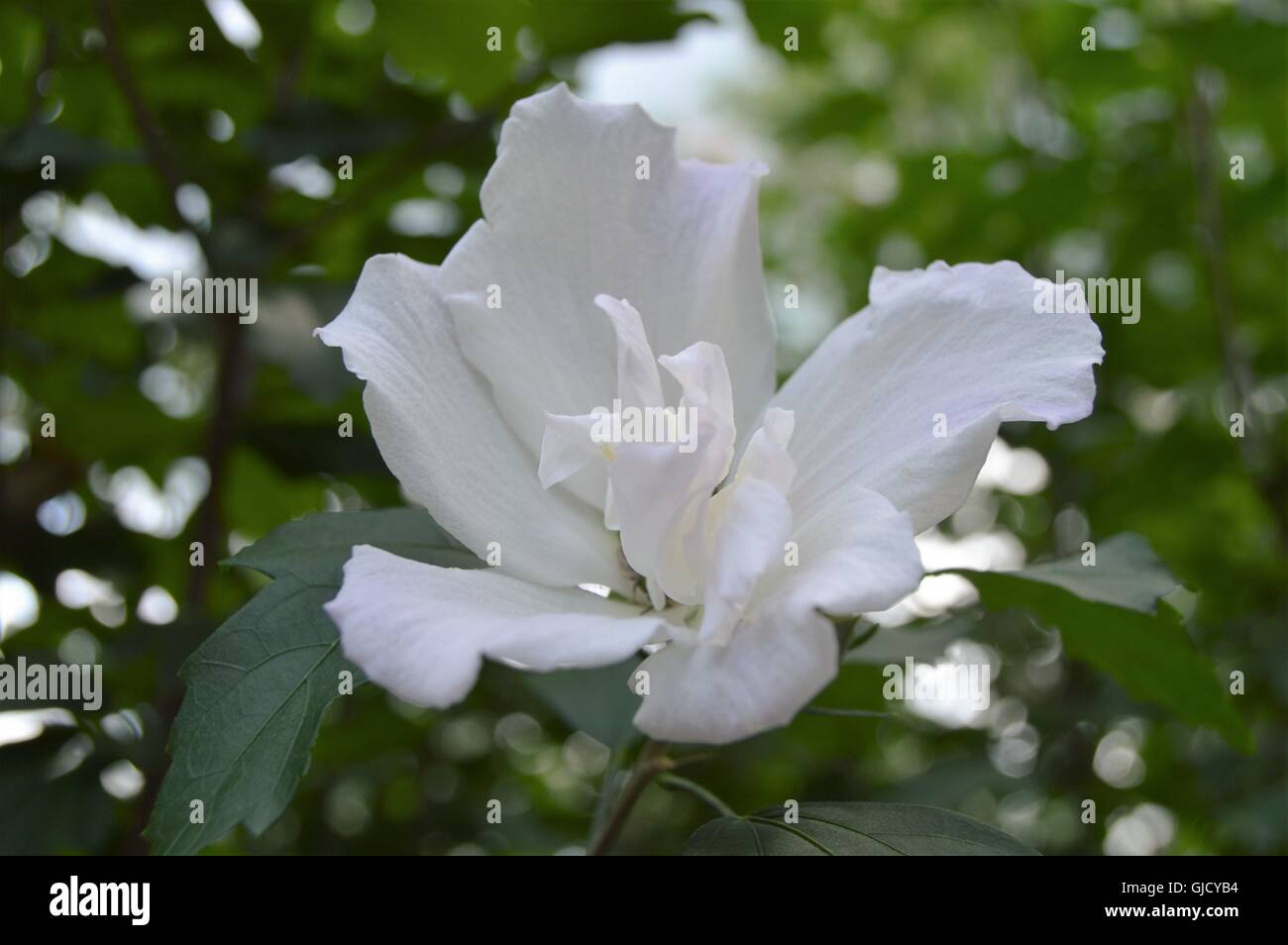 Three petaled flower hi-res stock photography and images - Alamy