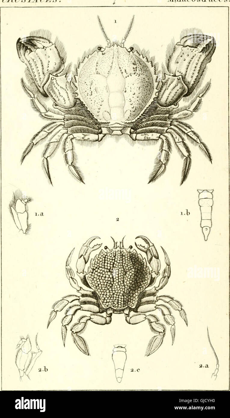 La classe des crustaces hi-res stock photography and images - Alamy