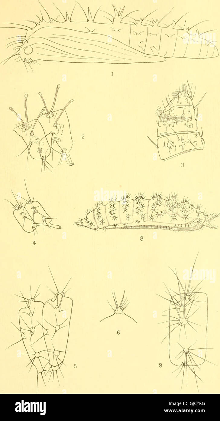 This 1877 collection focuses on the study of Tineina, a suborder of ...