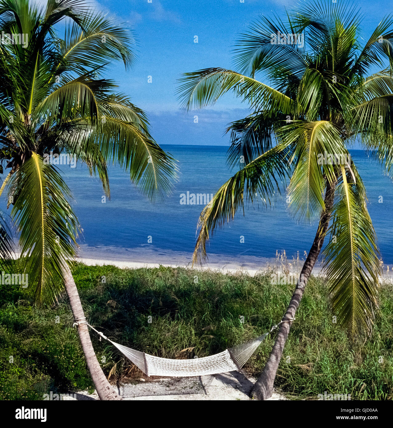 A woven cotton hammock suspended between two curving palm trees beckons ...