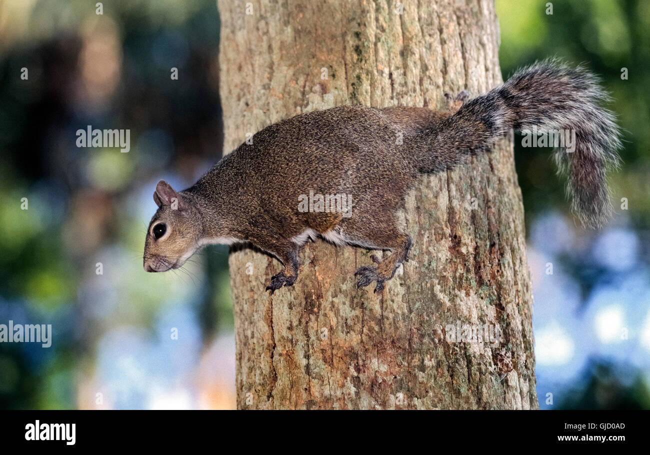 A bushy-tailed Eastern gray squirrel (Sciurus carolinensis) clings with ...