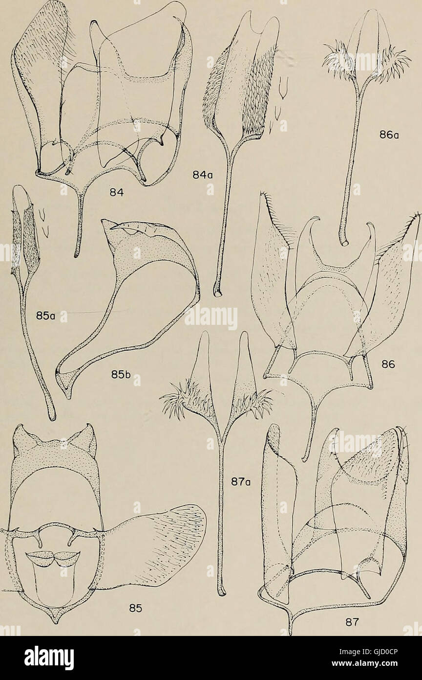 American entomological society hi-res stock photography and images - Alamy