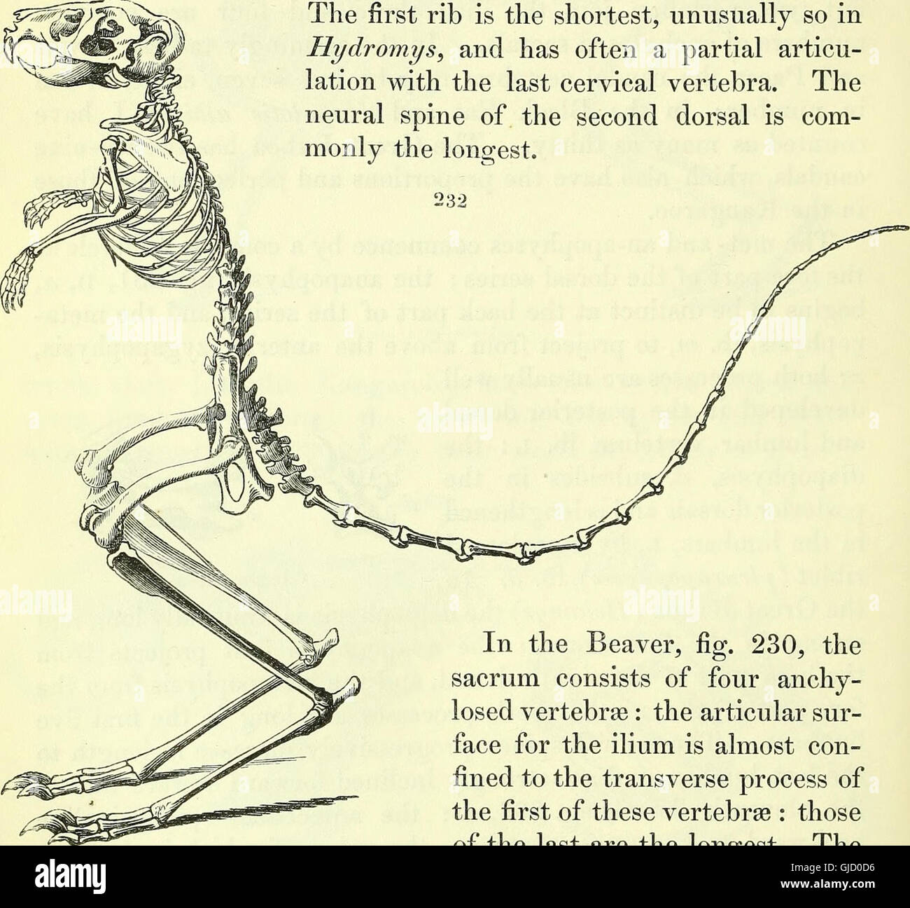 An 1866 resource exploring the anatomy of vertebrates, detailing ...