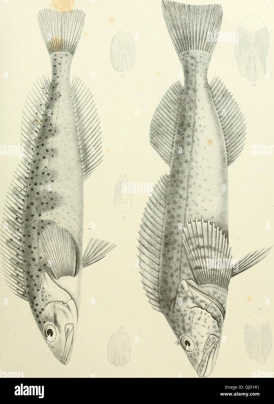 This 1855 report documents explorations conducted to find the most ...