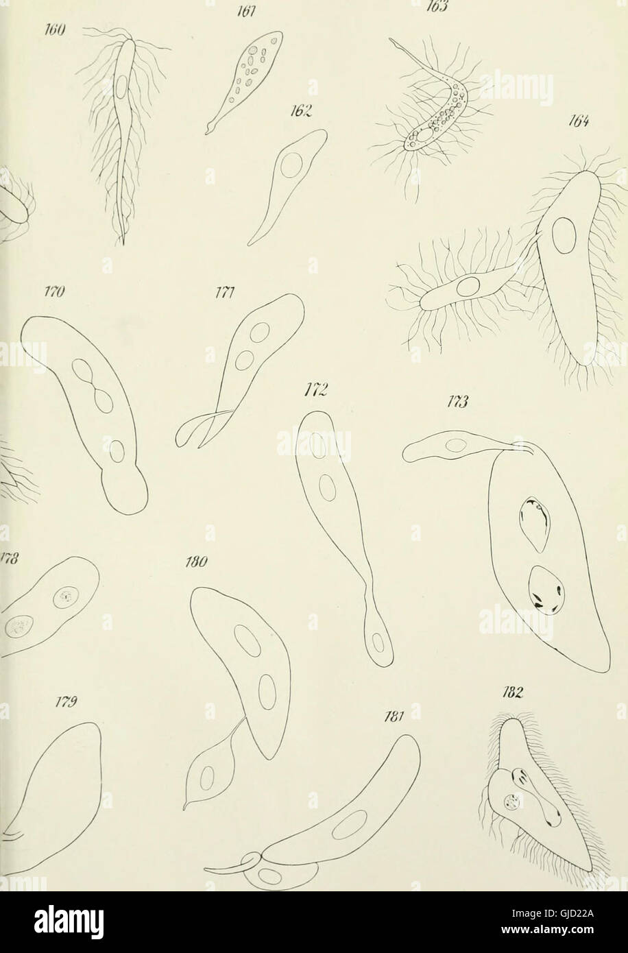 'Opalina - Its Anatomy and Reproduction' (1909) focuses on the ...