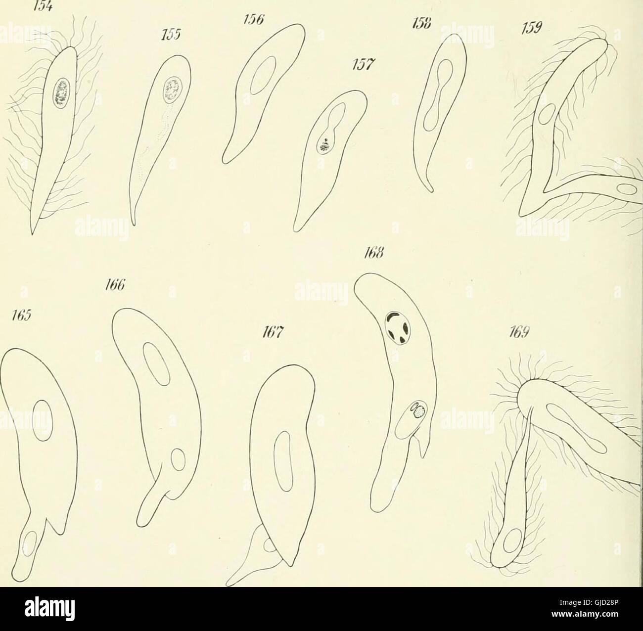 This 1909 study on Opalina covers its anatomy, reproductive processes ...