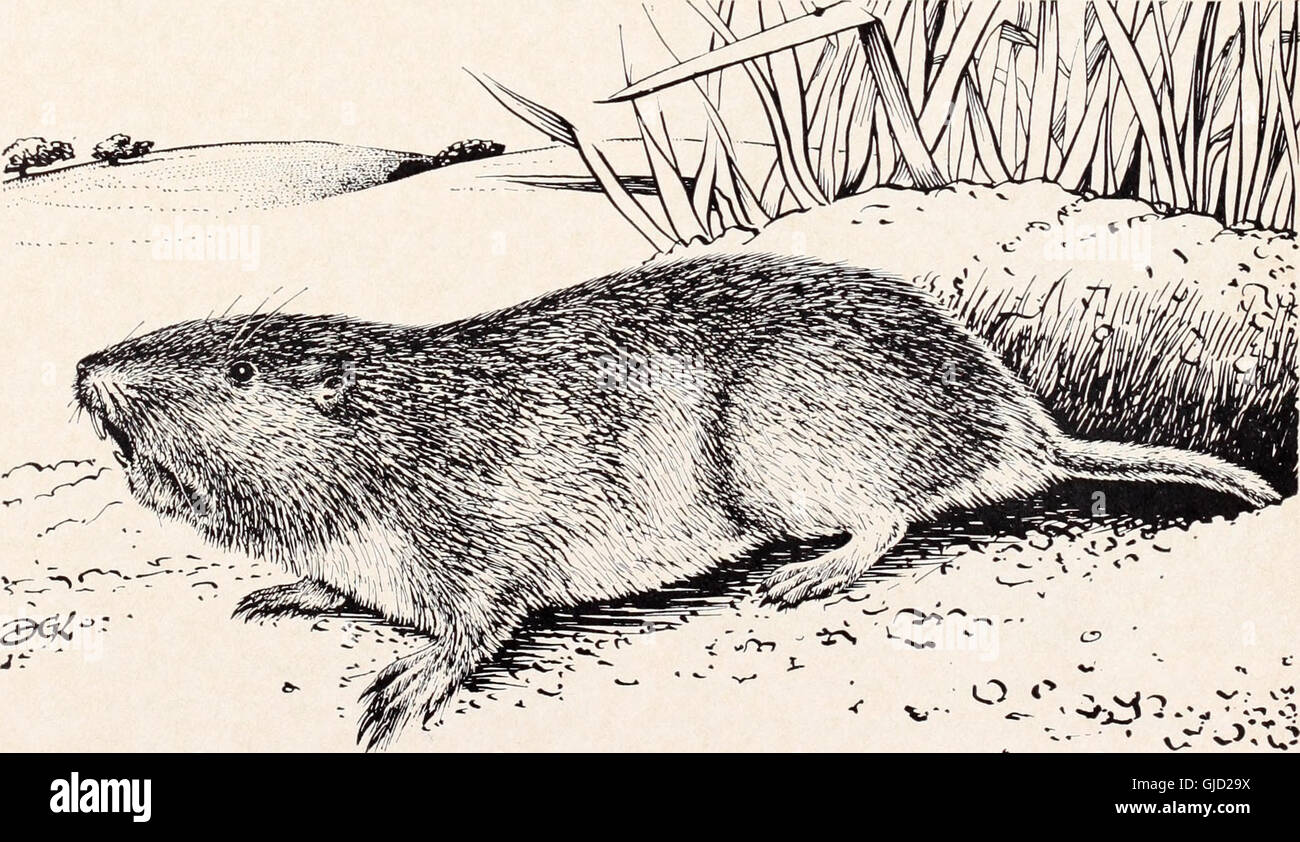 Control field rodents on california hi-res stock photography and images ...