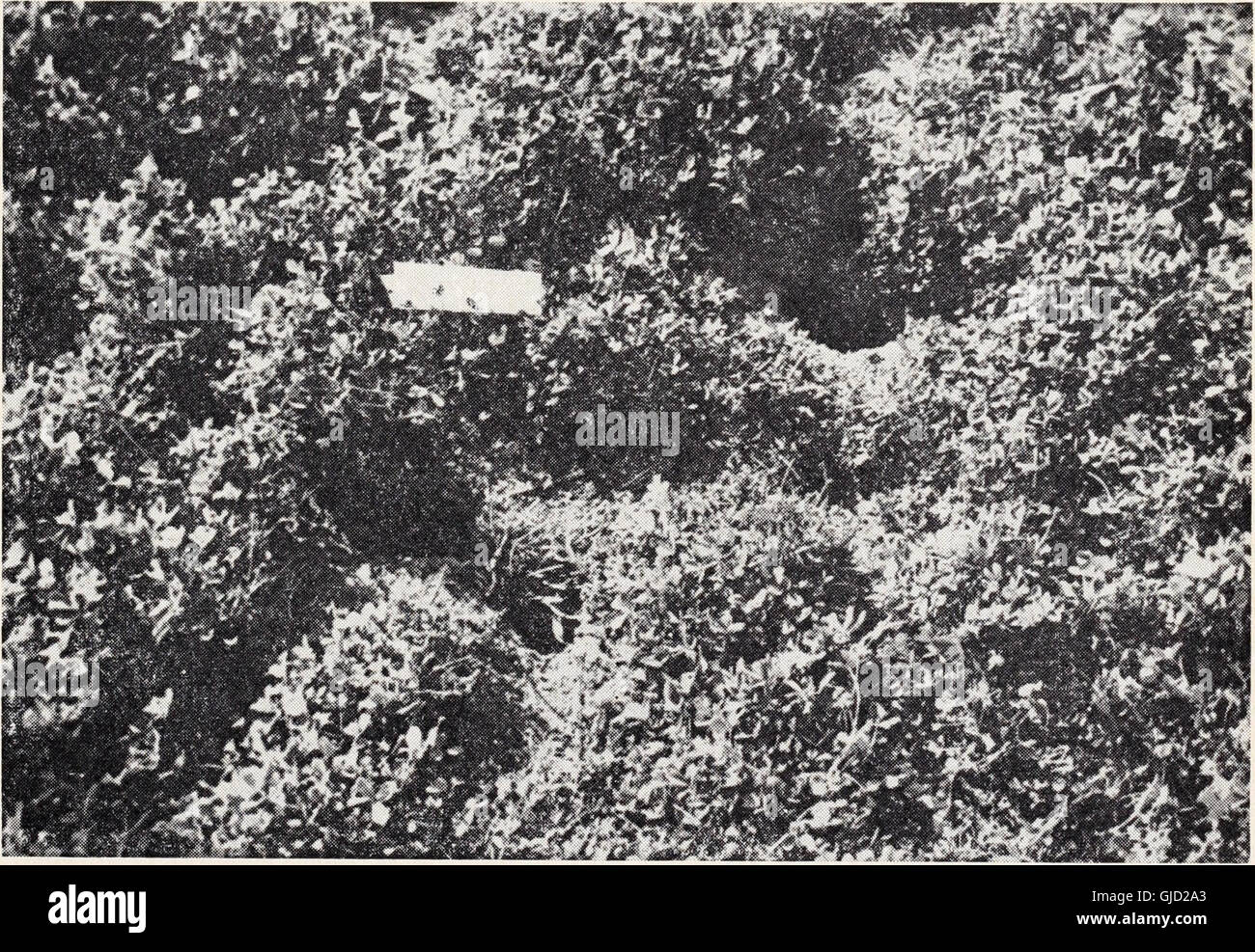 Control field rodents on california hi-res stock photography and images ...