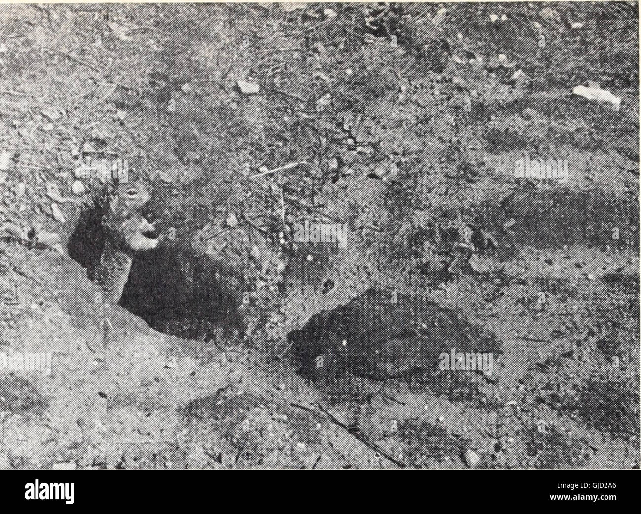 The 1965 report on field rodents in California discusses methods for ...