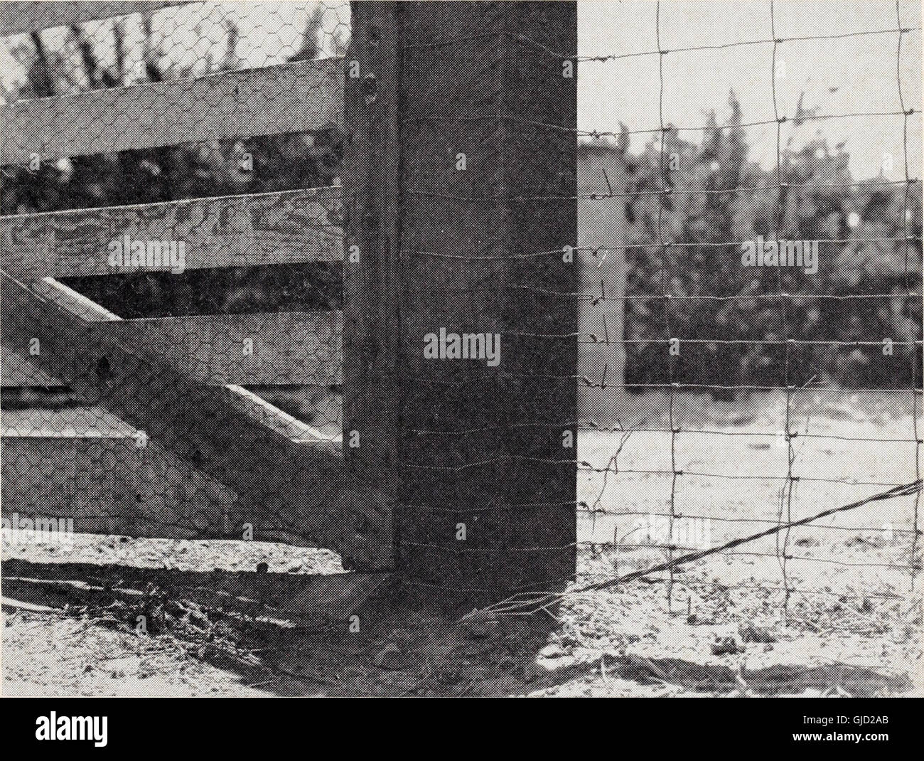 Control field rodents on california hi-res stock photography and images ...