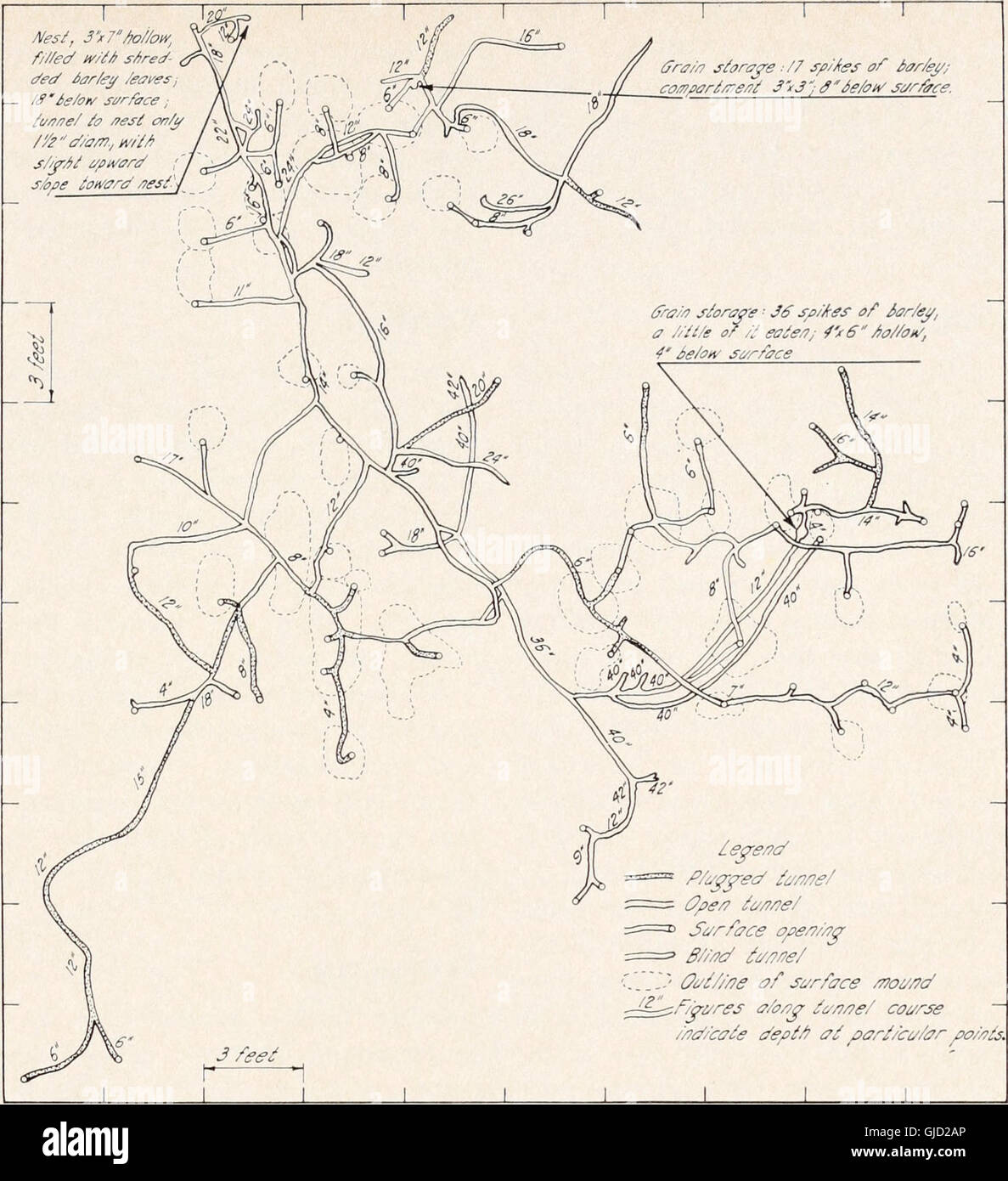 Control field rodents on california hi-res stock photography and images ...