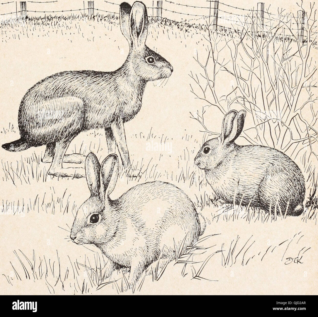 Control field rodents on california hi-res stock photography and images ...