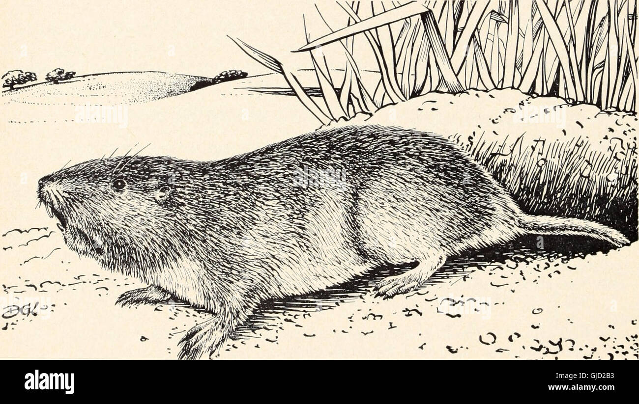 Controlling field rodents in California (1953 Stock Photo - Alamy