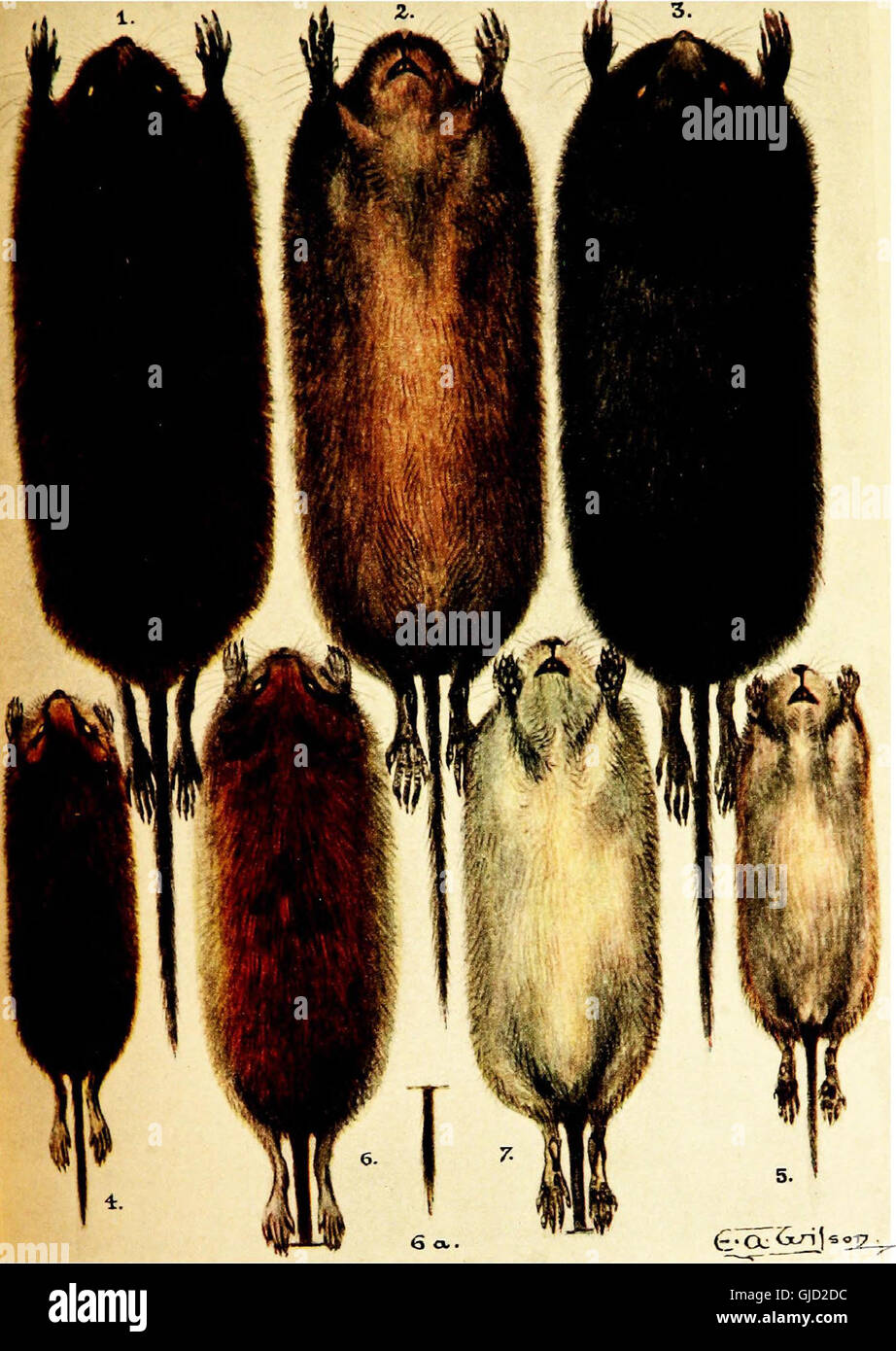 This work provides a comprehensive overview of British mammals ...