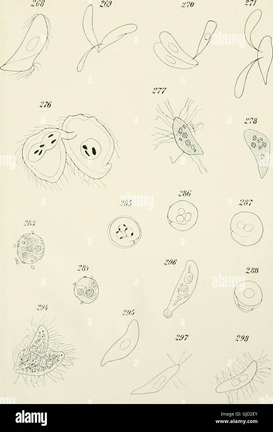 'Opalina - Its Anatomy and Reproduction' (1909) examines the anatomy ...