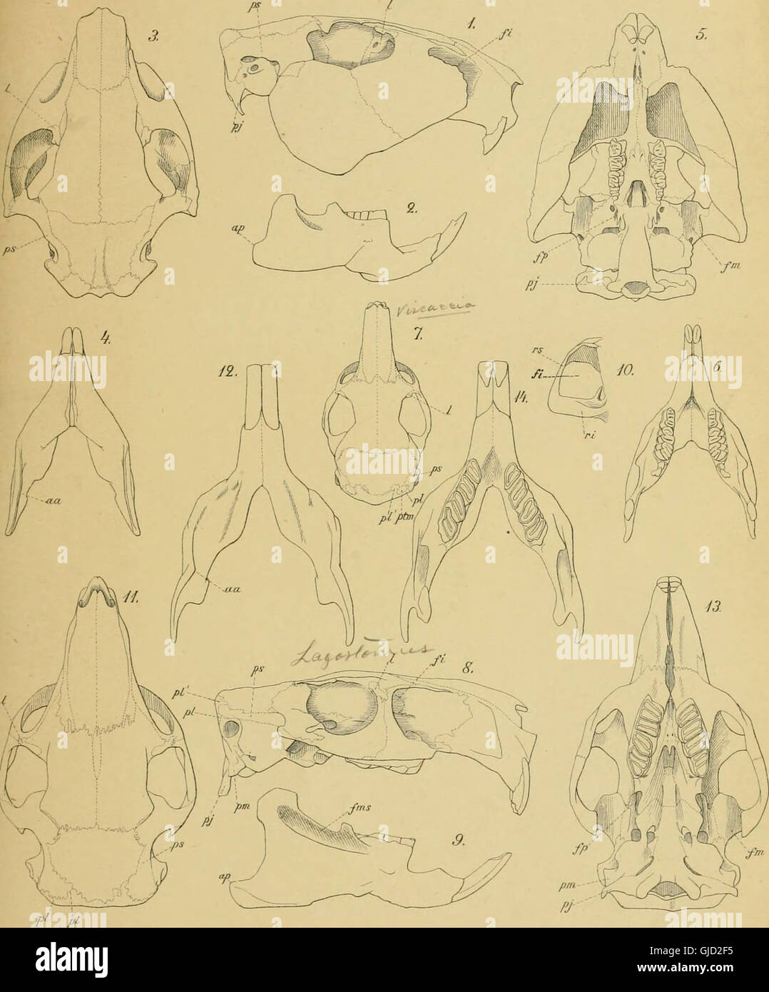 Phylogenetic tree of evolution hi-res stock photography and images - Alamy