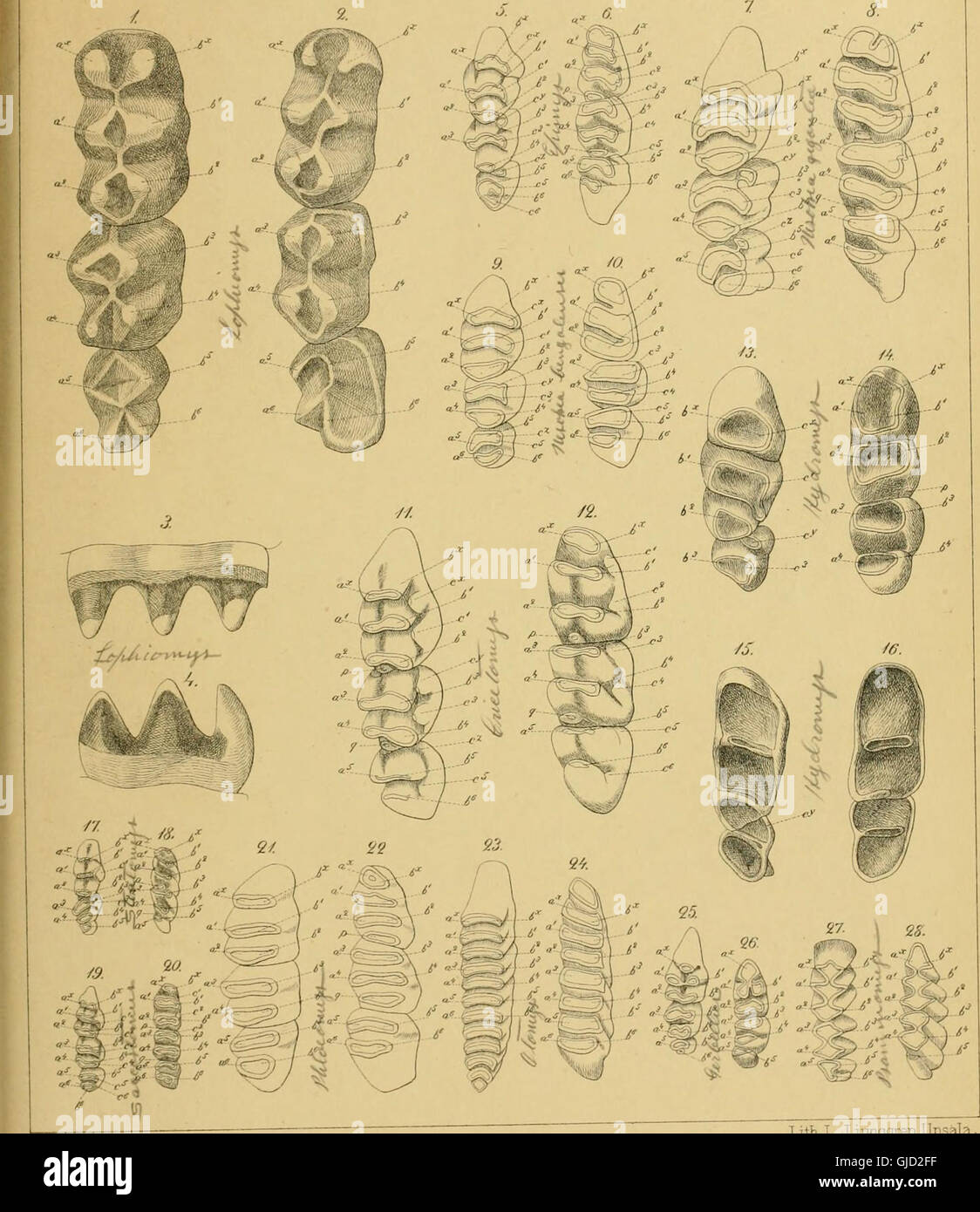 This 1899 study explores the phylogenetic classification of rodents ...