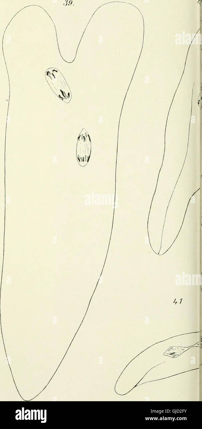 A scientific study from 1909 examining the anatomy and reproductive ...