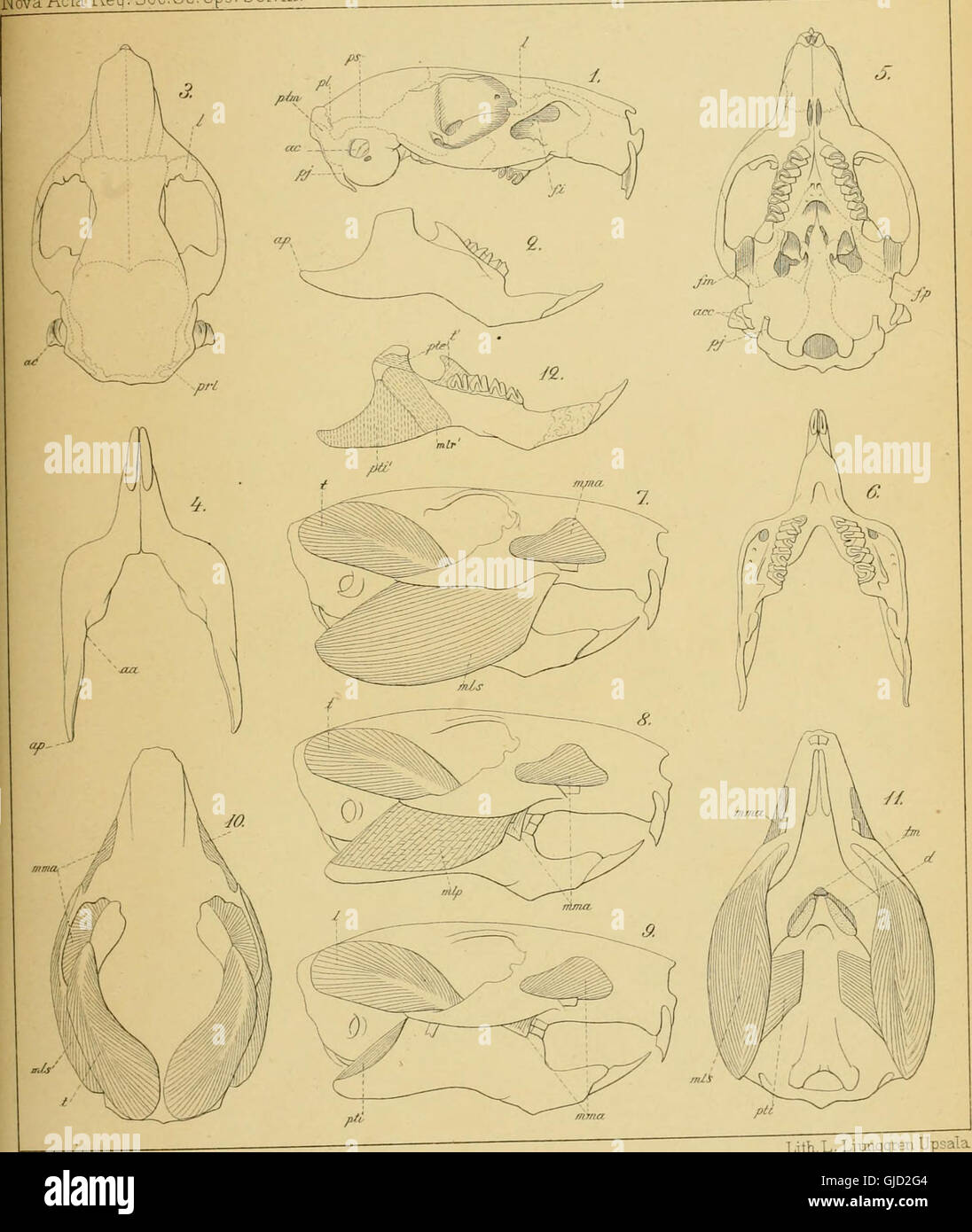 This 1899 study discusses the classification system of rodents ...