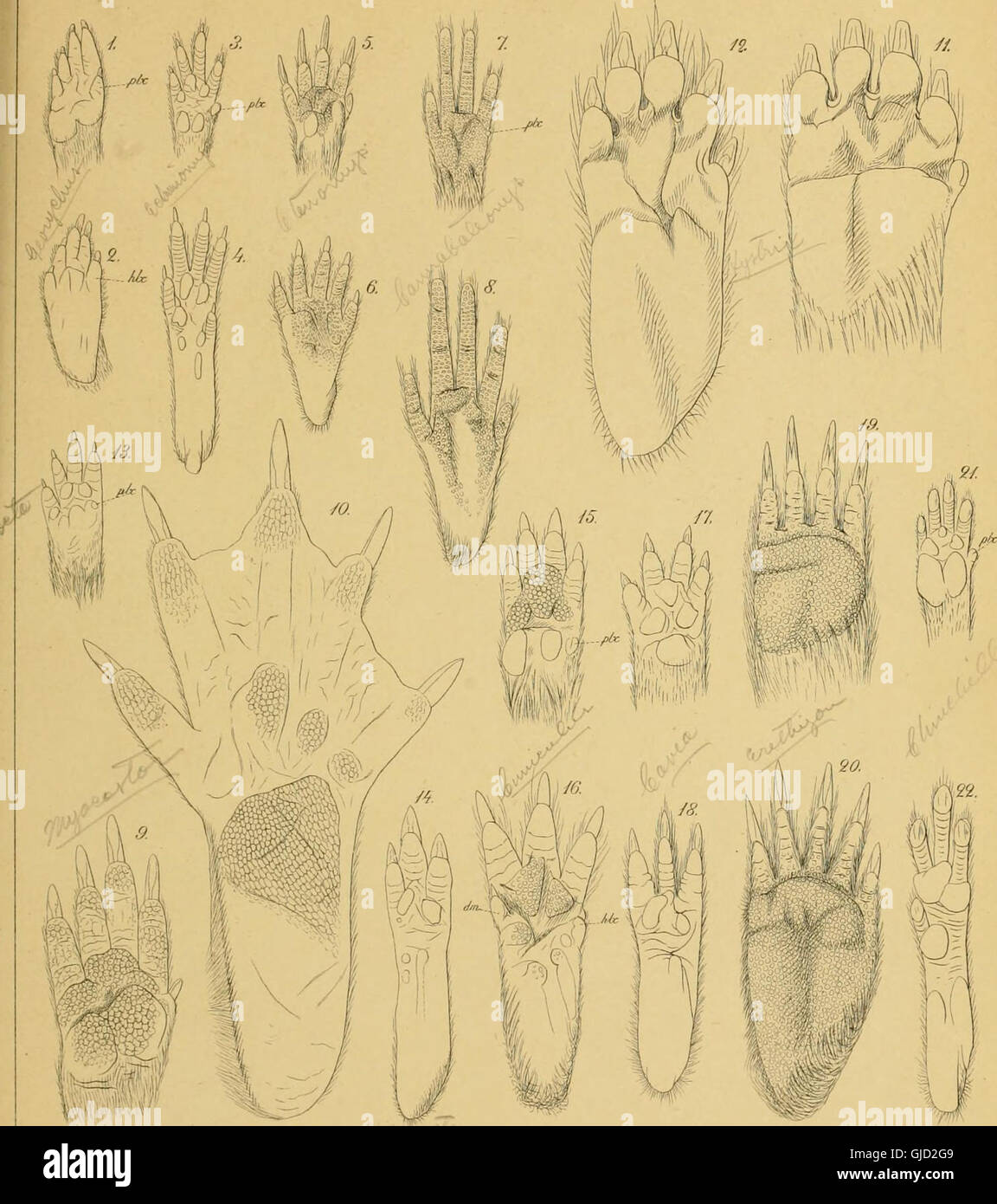 This 1899 work, 'On the System of Rodents: A Phylogenetic Study ...