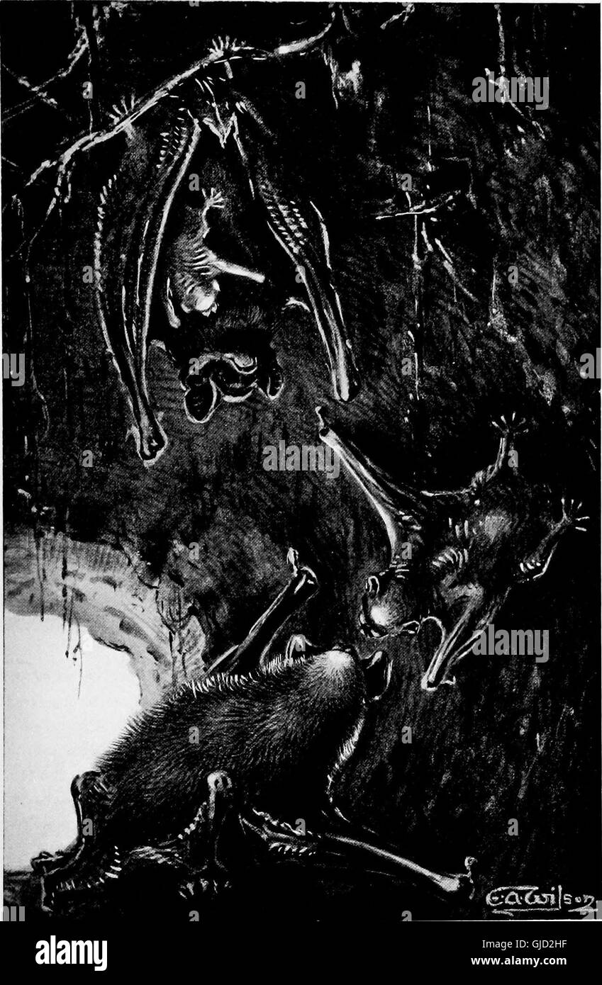 'A History of British Mammals' (1910) offers a comprehensive overview ...