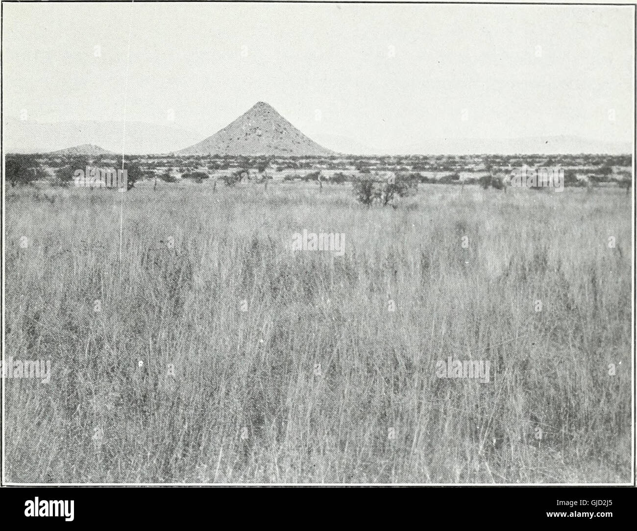 The *Life History of the Kangaroo Rat* (Dipodomys spectabilis ...