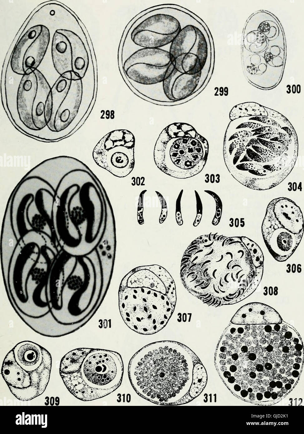Sporozoa hi-res stock photography and images - Alamy