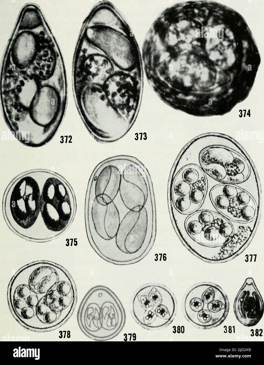 This 1965 study focuses on the coccidian parasites, specifically ...
