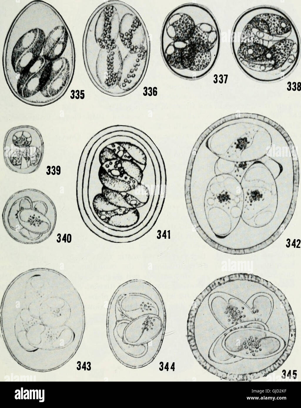 This 1965 study focuses on coccidian parasites, specifically protozoa ...
