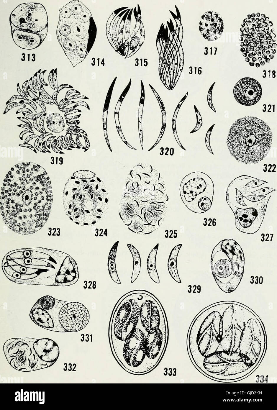 This study on coccidian parasites focuses on protozoa and sporozoa ...
