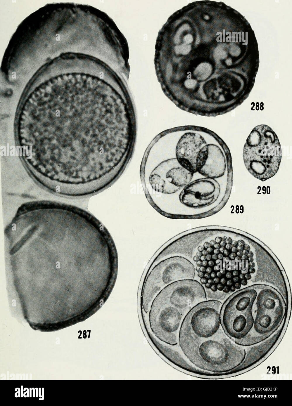 Coccidian protozoa hi-res stock photography and images - Alamy