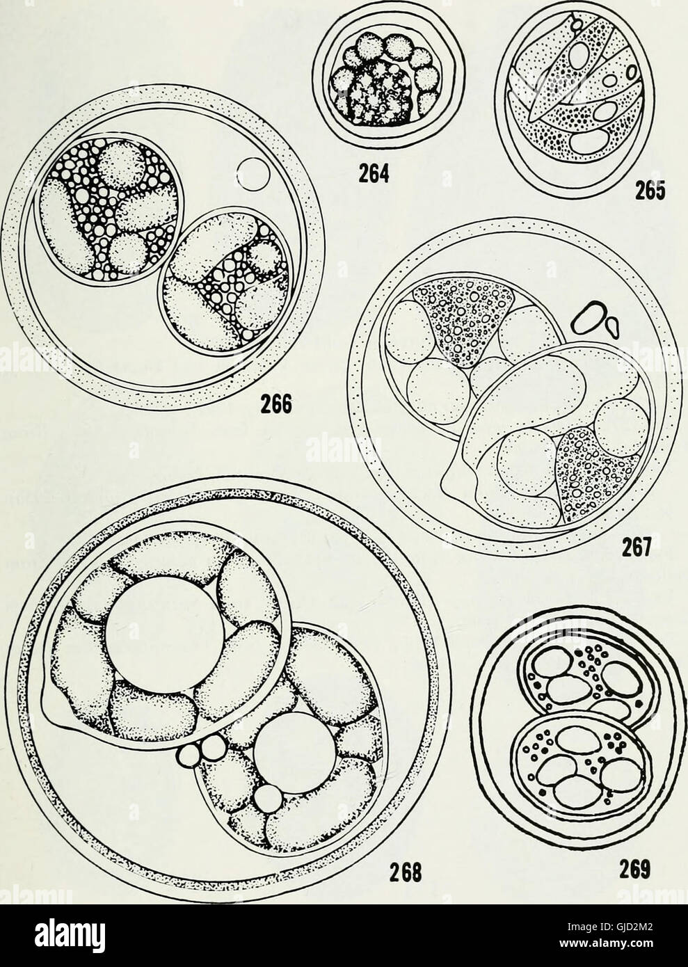 Coccidian protozoa hi-res stock photography and images - Alamy