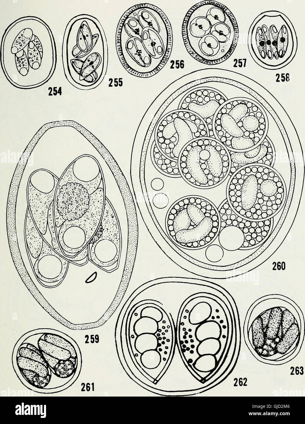 A 1965 study on coccidian parasites affecting rodents, focusing on ...