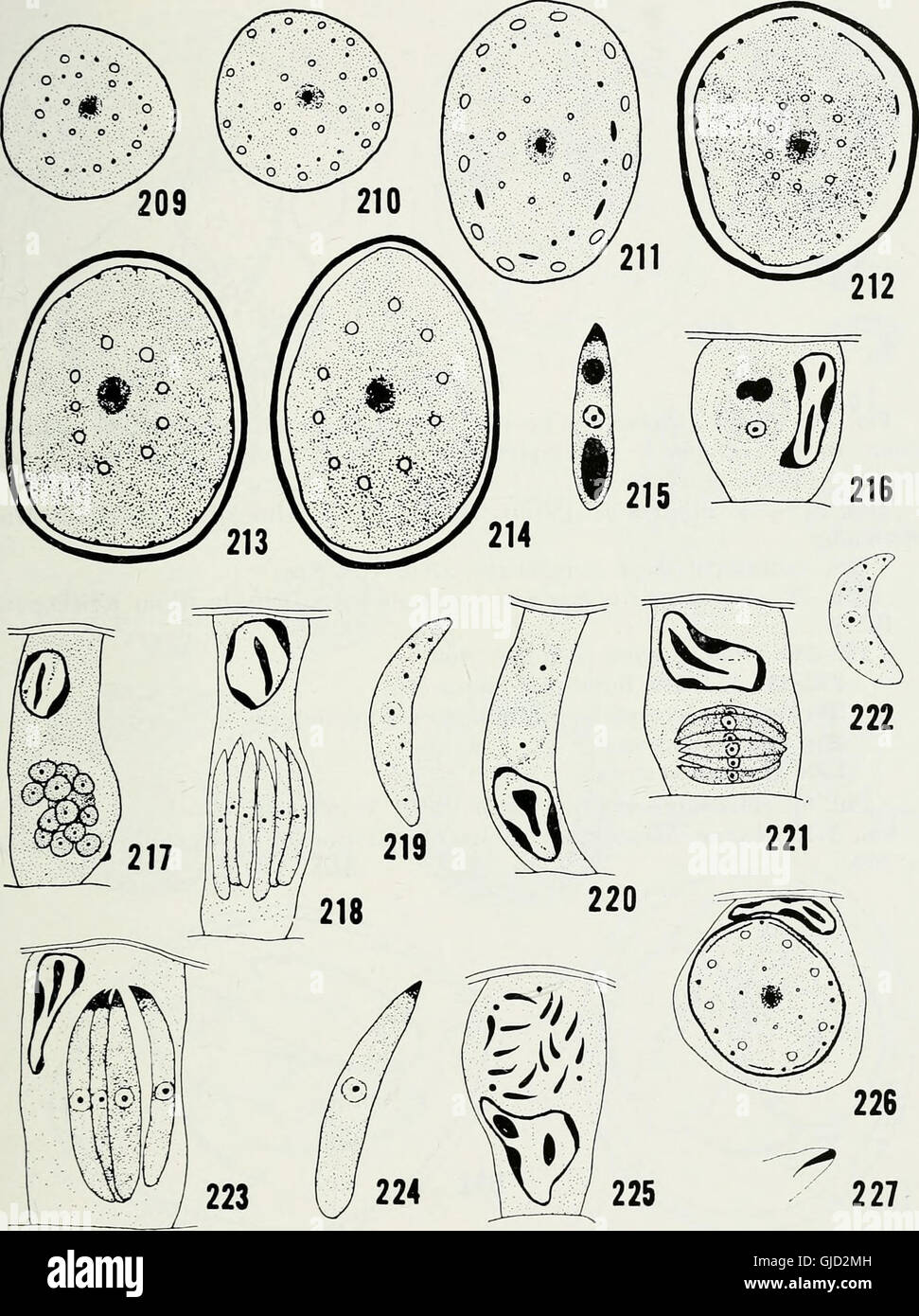 The coccidian parasites (Protozoa, Sporozoa) of rodents (1965 Stock ...