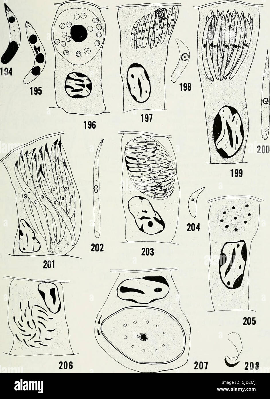 'The Coccidian Parasites of Rodents' (1965) examines the coccidian ...