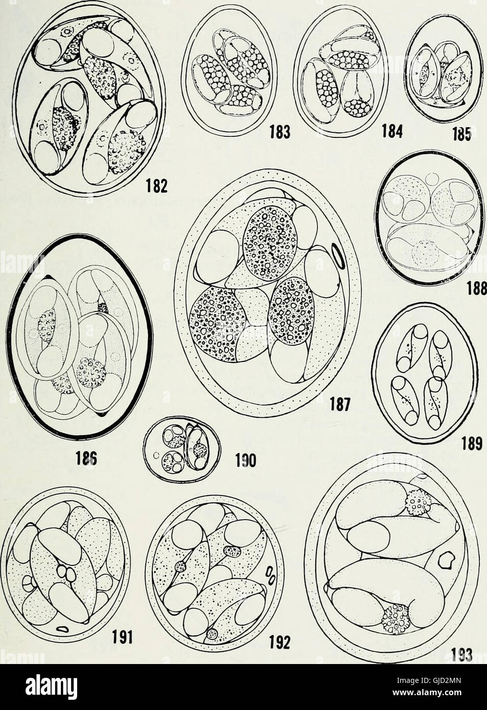 The coccidian parasites (Protozoa, Sporozoa) of rodents (1965 Stock ...