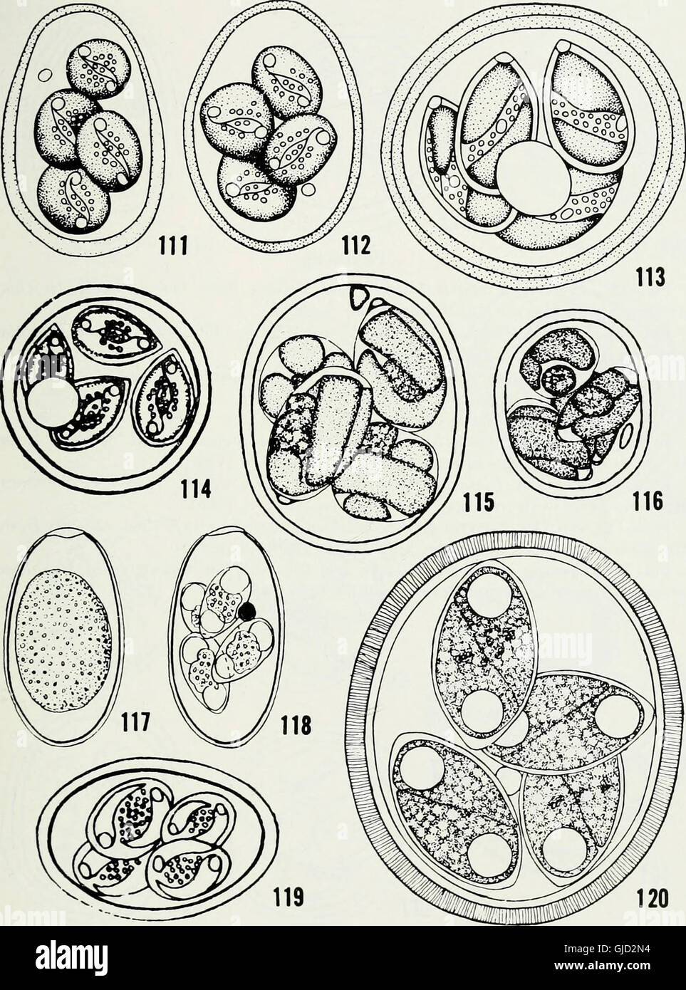 This 1965 study focuses on coccidian parasites, including Protozoa and ...
