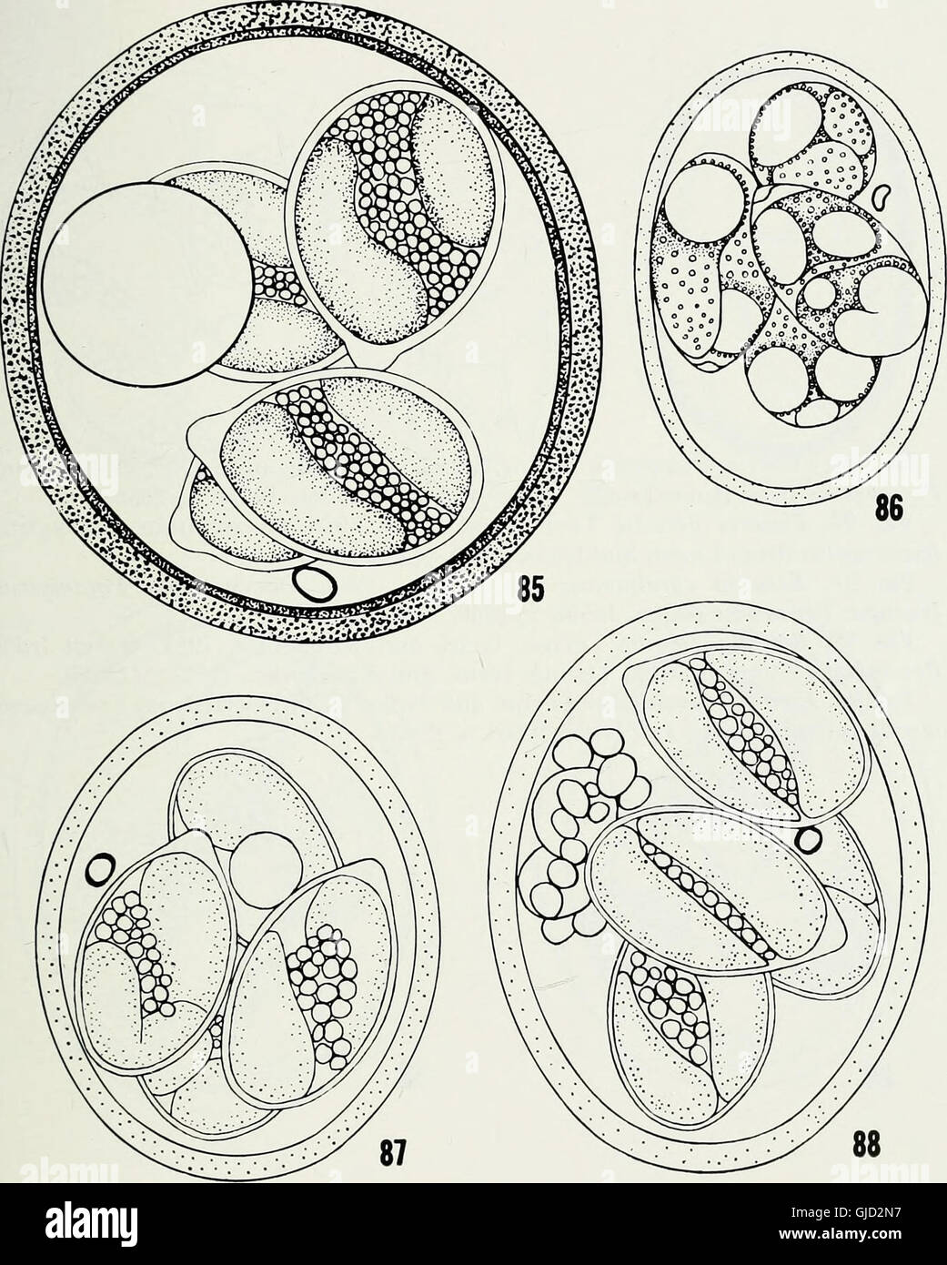 Published in 1965, this study focuses on the coccidian parasites ...