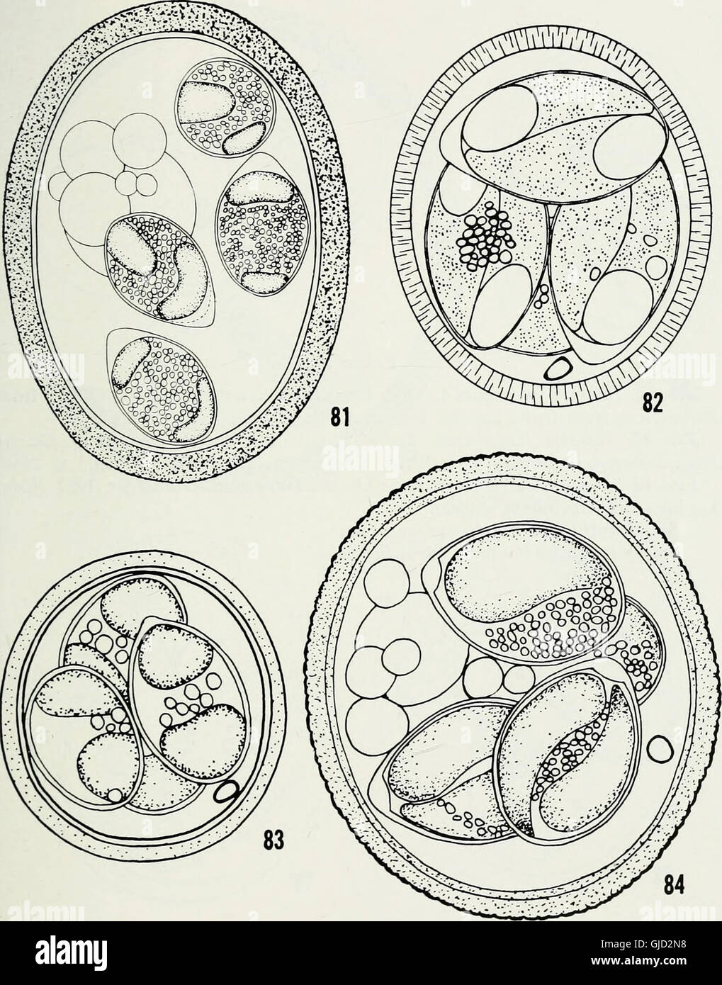 This 1965 study investigates the coccidian parasites, specifically ...