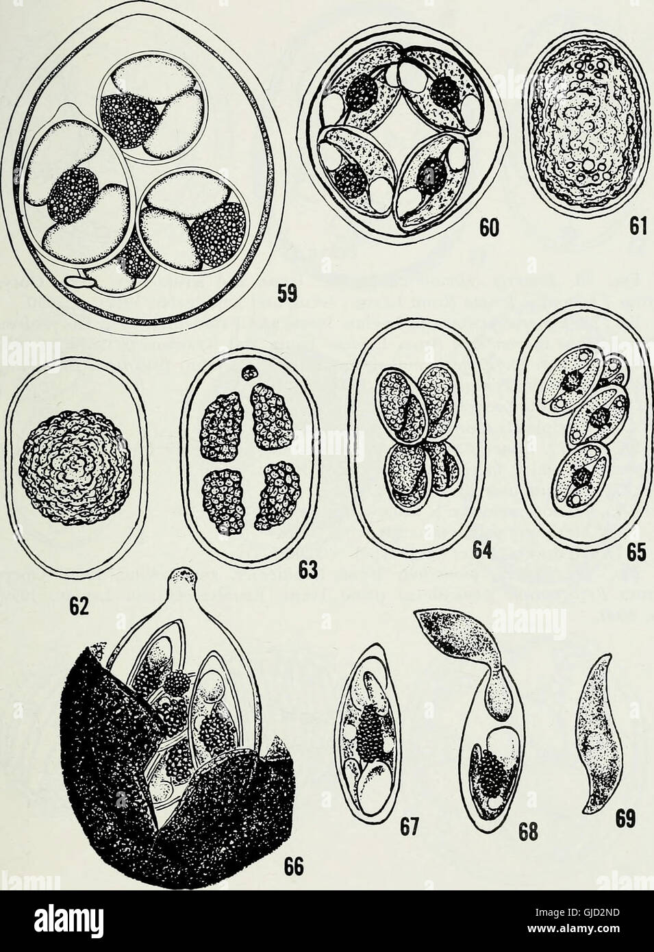 'The Coccidian Parasites of Rodents' (1965) studies the Protozoa and ...
