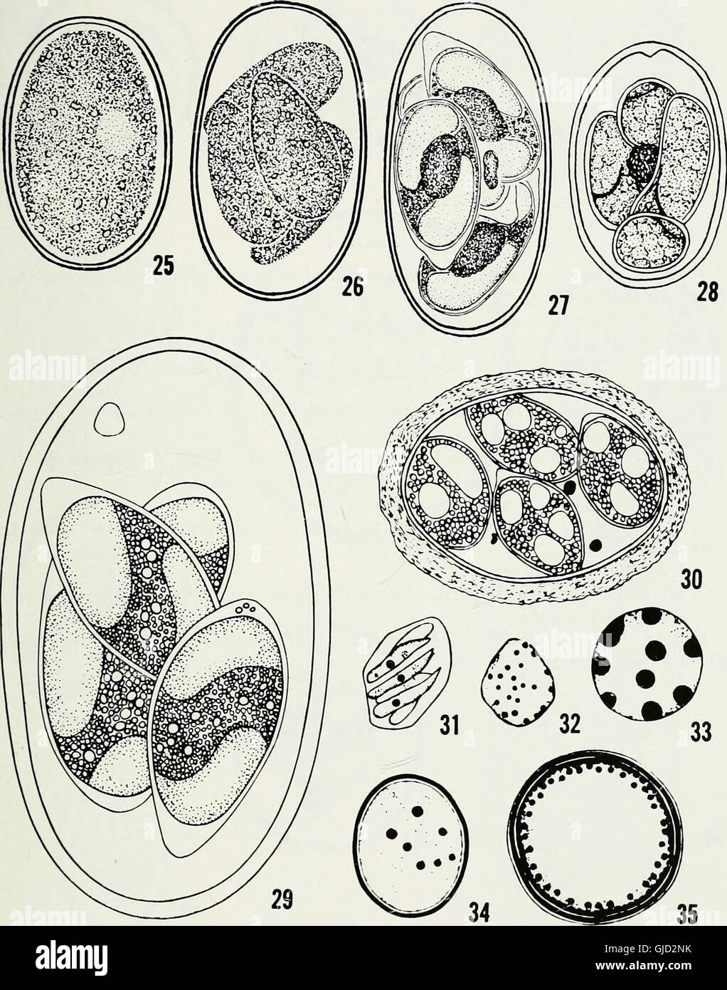 An illustration from 'The Coccidian Parasites of Rodents' (1965 ...