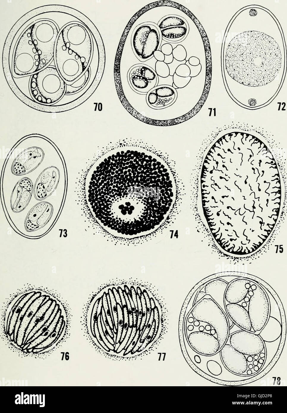 This 1965 scientific study focuses on the coccidian parasites affecting ...