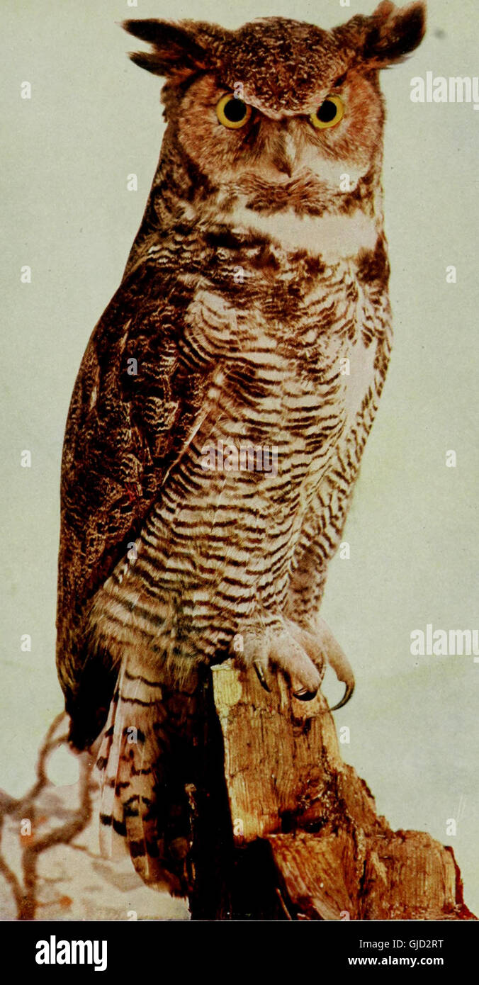 'Nature Neighbors' features color photography of various natural ...