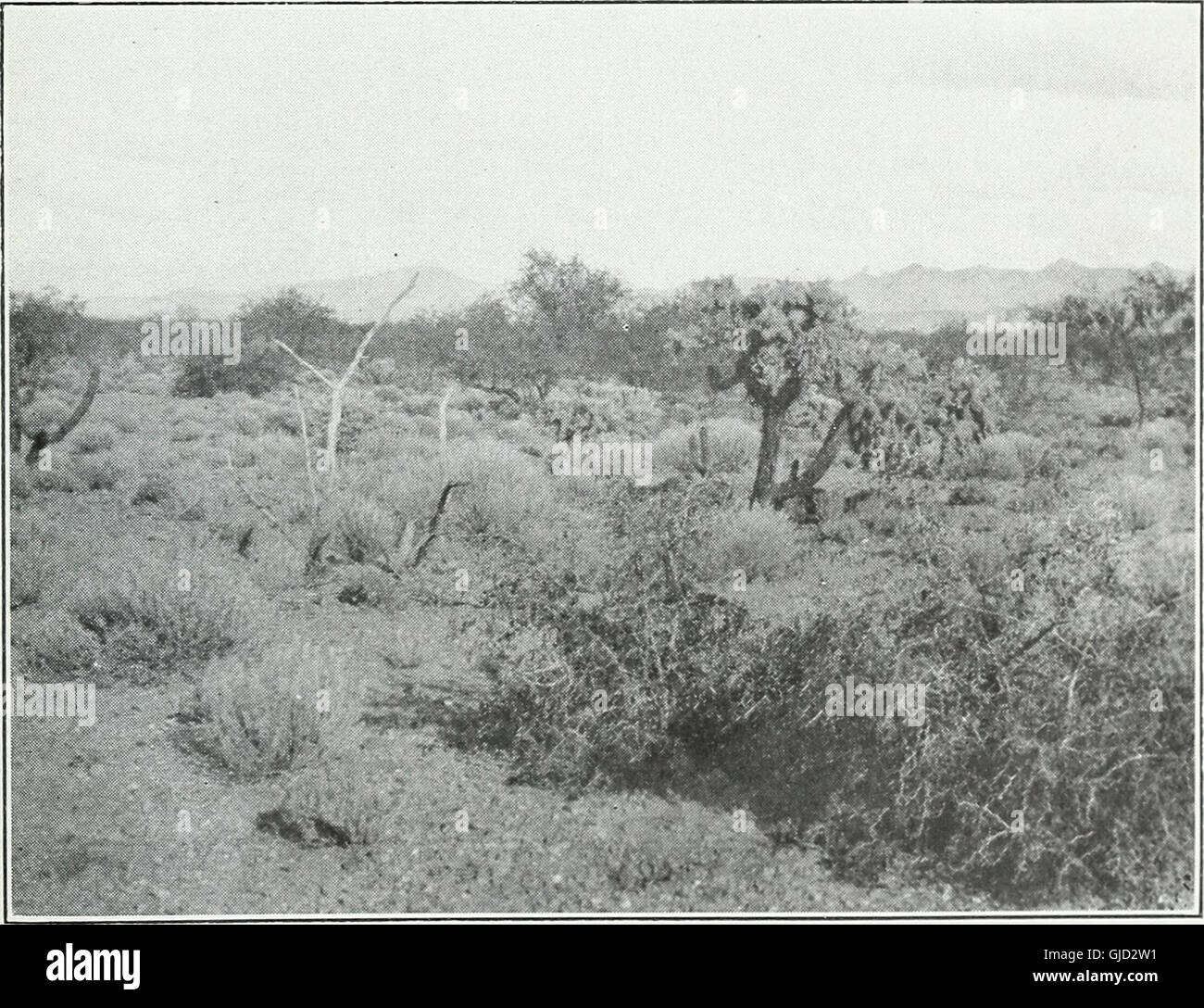 This study focuses on the life history of the kangaroo rat, Dipodomys ...