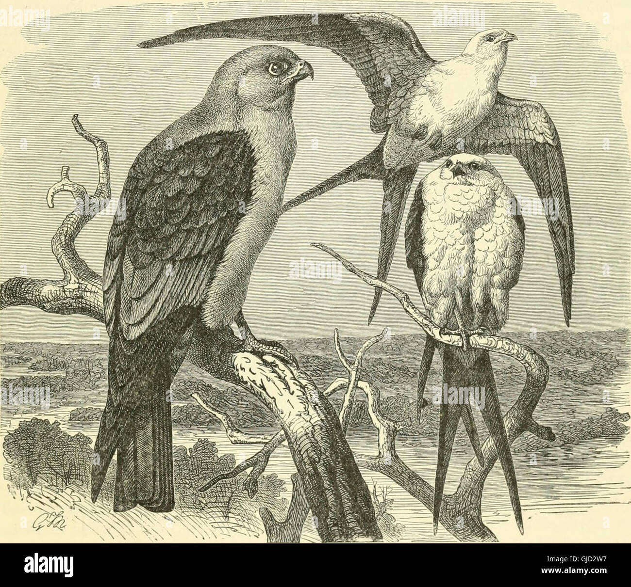 'The Royal Natural History' (1893) offers a comprehensive guide to the ...